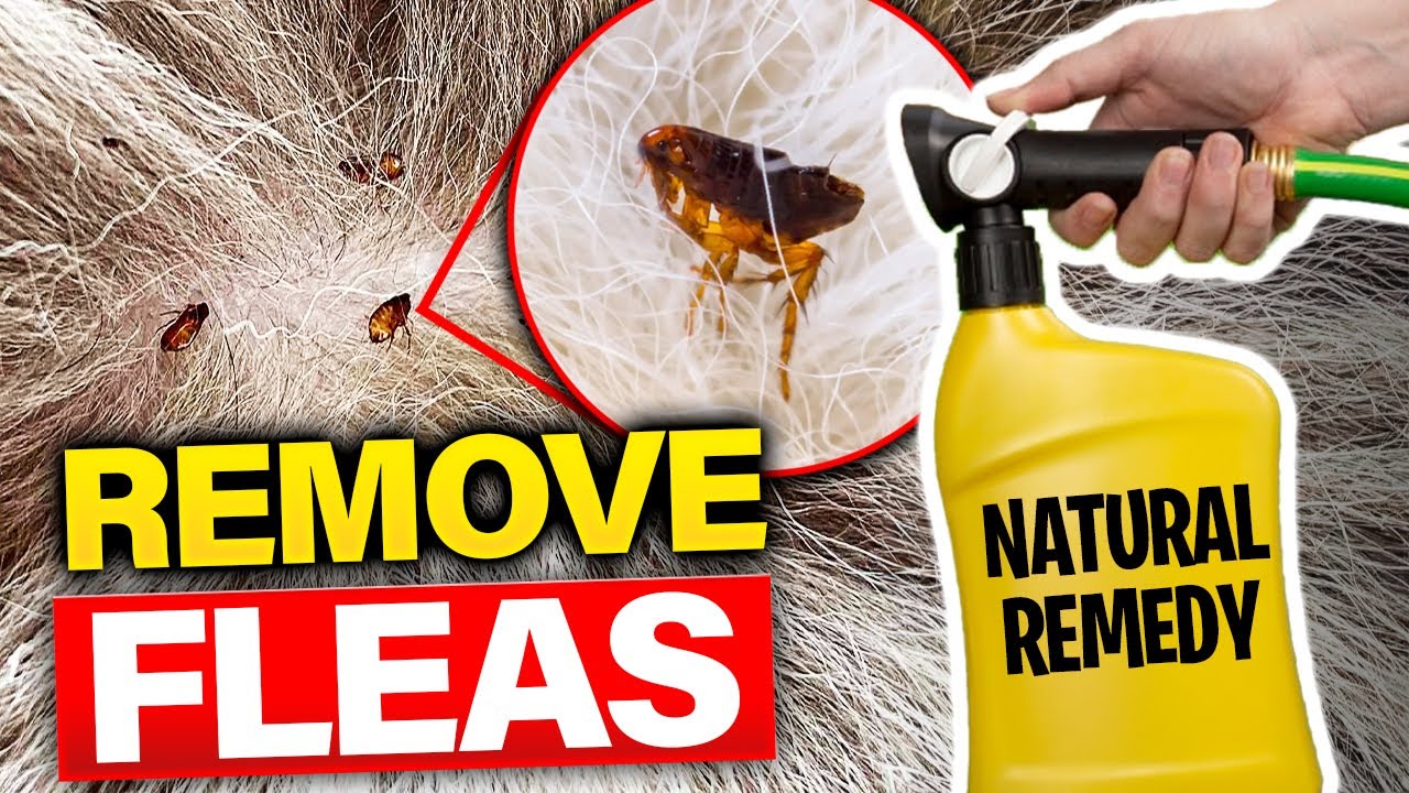 Flea Free Forever: 4 Natural Methods To Stop Fleas NOW! - YouTube