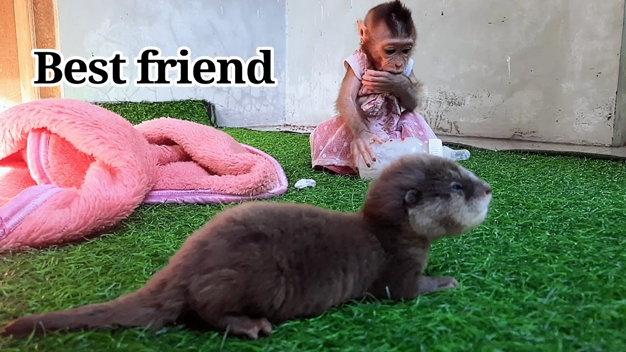 Baby shiro ask milk to baby monkey paula - YouTube
