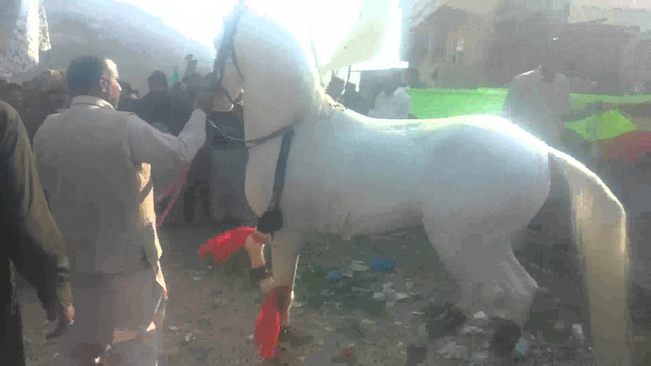 Urs Hazrat Sayin Mola patt Qalander sarkar 2016 25th day p9 by Minhas khan jadoon - YouTube