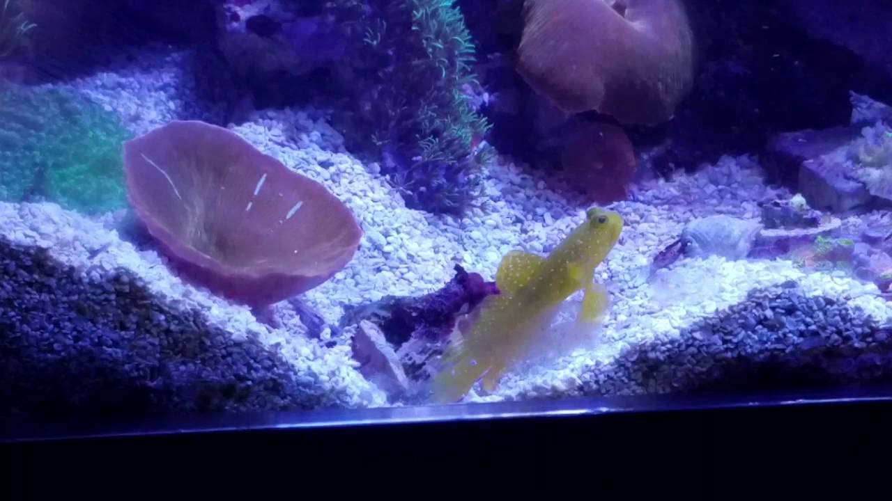 Yellow Watchman Goby and Tiger Pistol Shrimp - YouTube