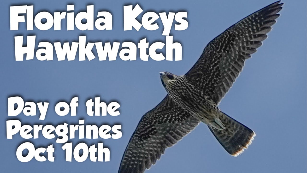 Hawk ID, Peregrine Falcon biggest day of the year, Florida keys ...