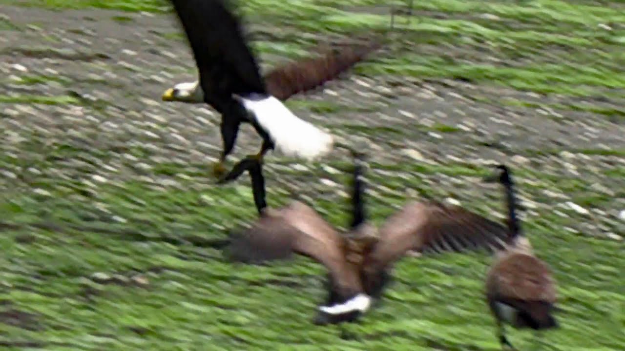 A female Bald Eagle catching a big Eel. - YouTube