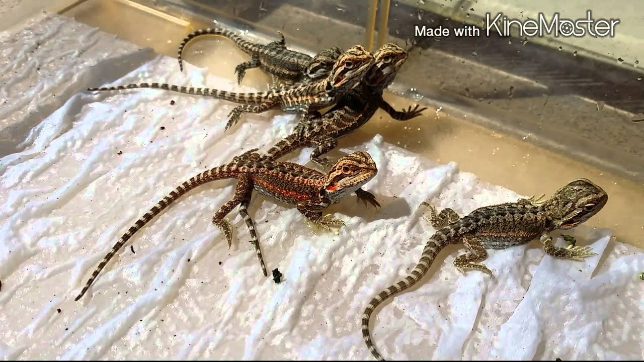 Bearded dragon mating & hatching - YouTube