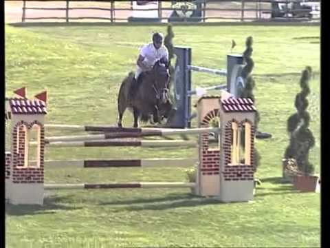 Aapje `Sporthorses from Holland` FOR SALE peter bulthuis - YouTube