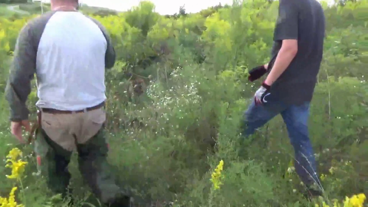 Skyview's Beagles Abby Clips From Pleasant Valley Beagle Club Gun Dog ...