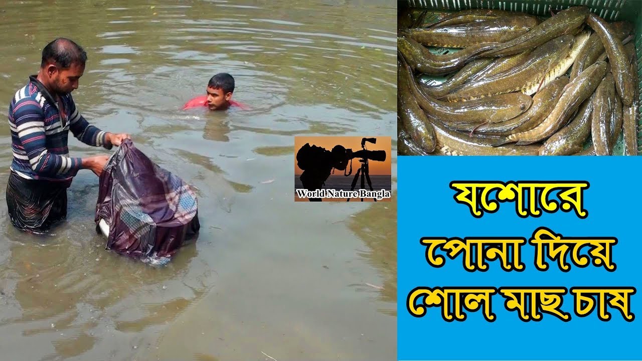 যশোরে পোনা দিয়ে শোল চাষ - How To Starting Snakehead Fish Farming - YouTube