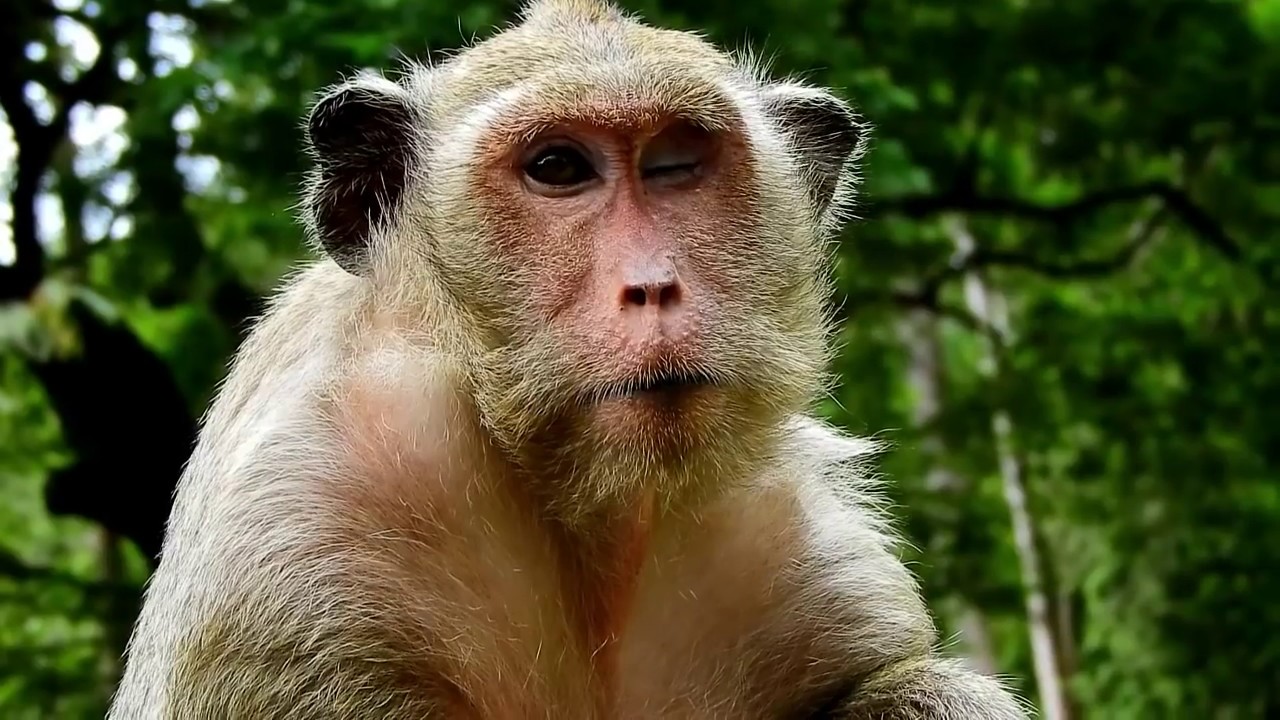 You will see Popeye's Tears come out when she miss her baby Polly ...