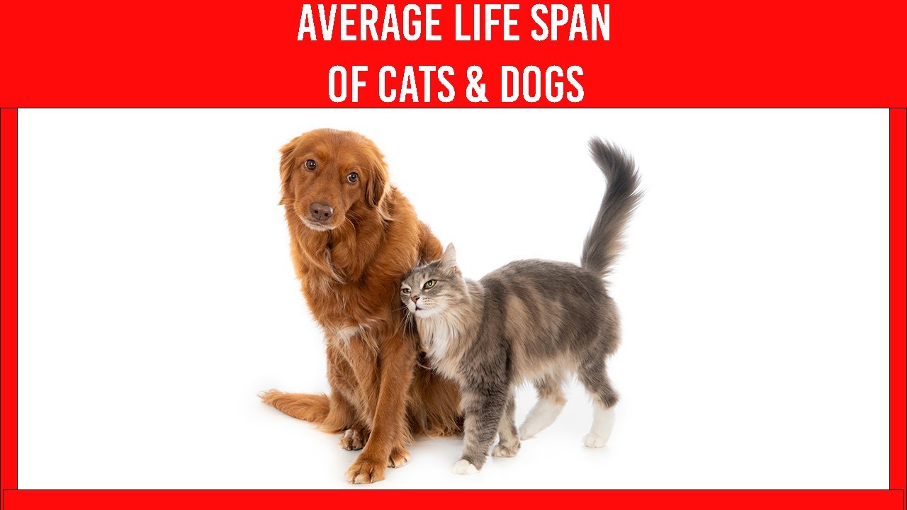 The Average Life Span Of Dogs and Cats - YouTube