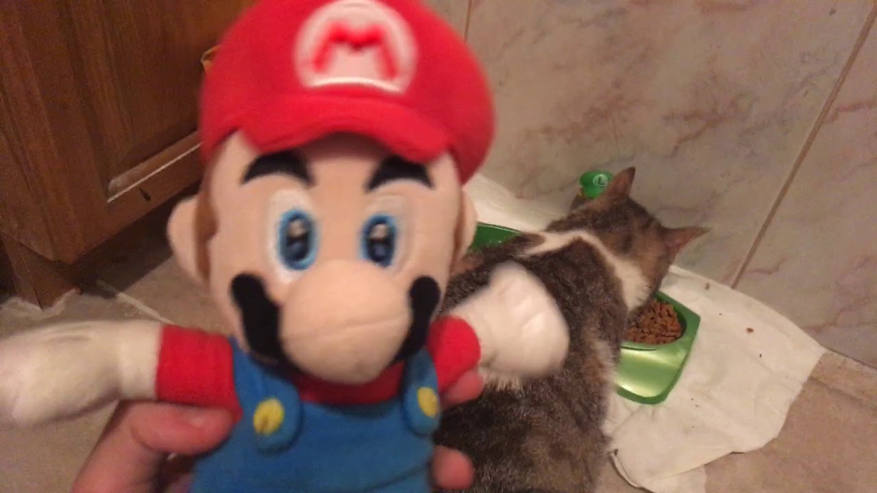 Mars the cat :3 - YouTube