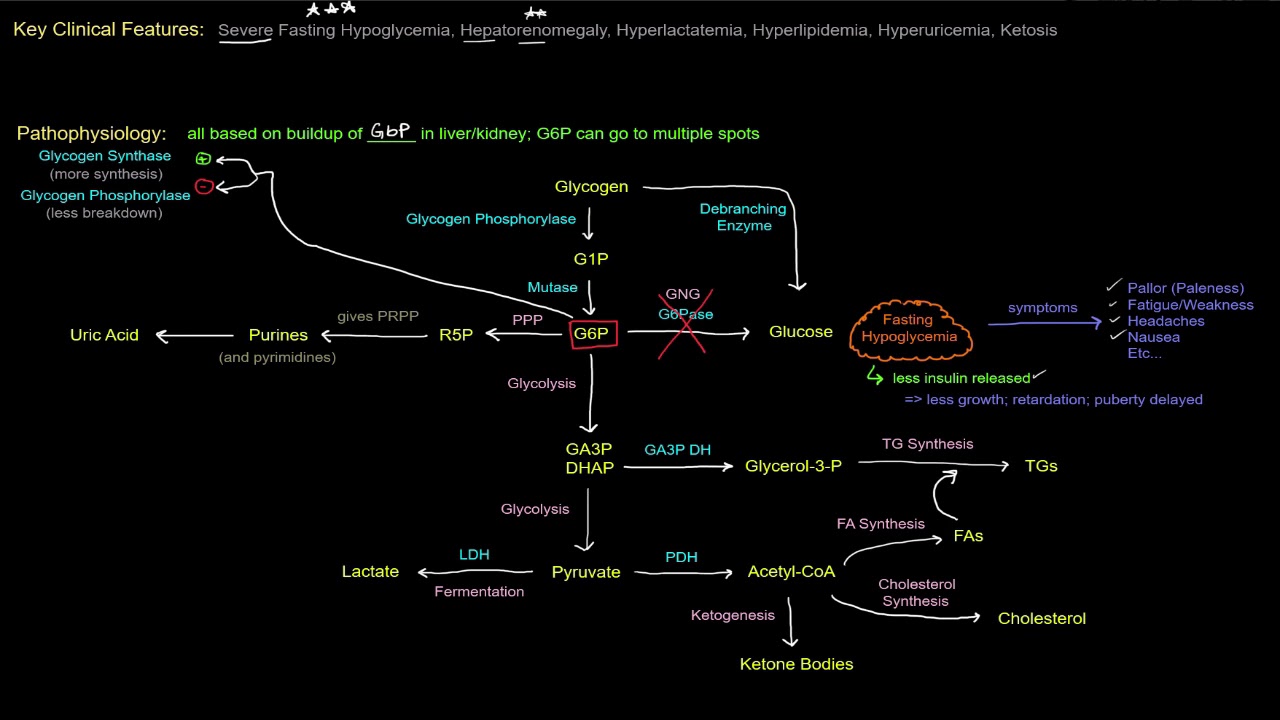 Glycogen Storage Disease Ppt Dandk Organizer