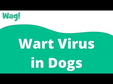 Wart Virus in Dogs | Wag!