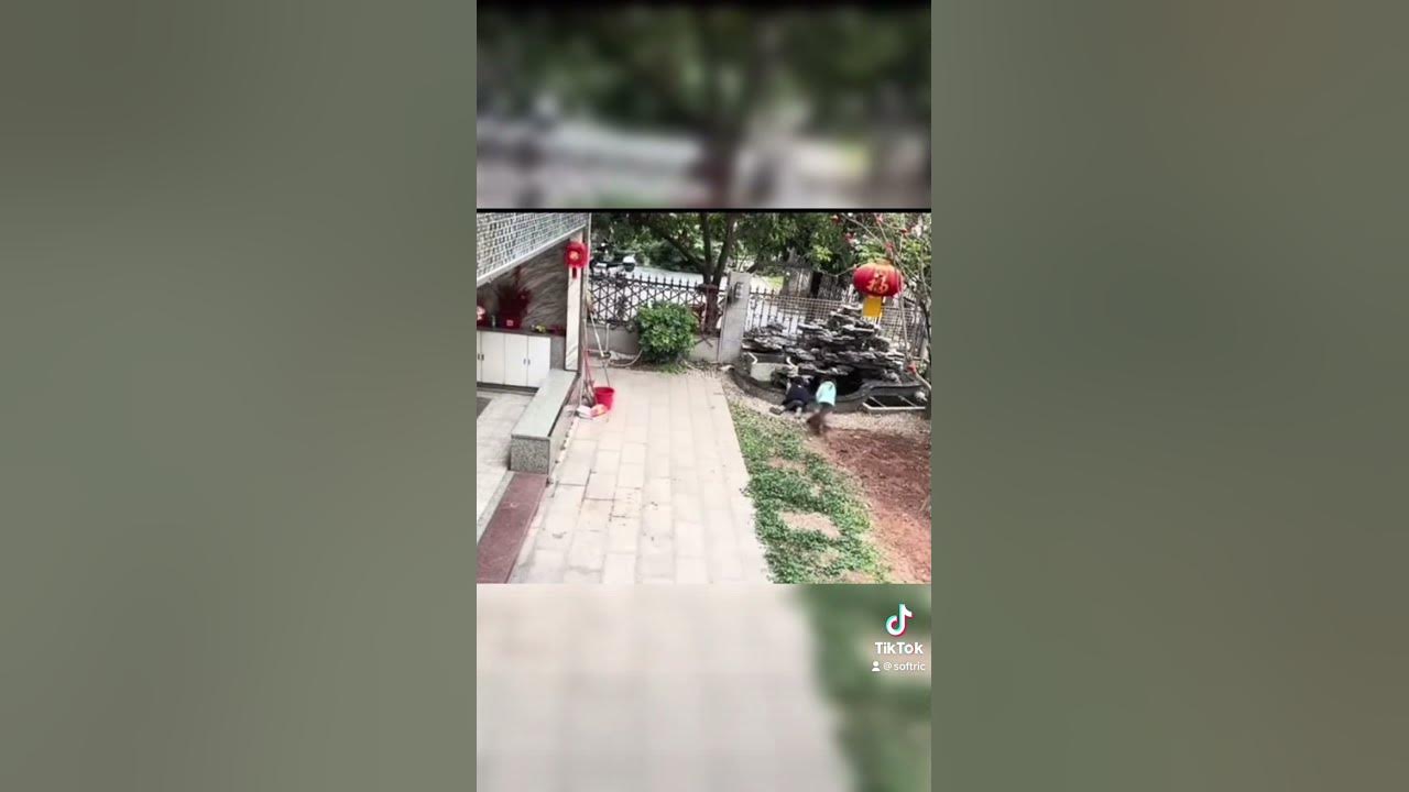 Smart dog caught on camera 📸 #shorts - YouTube