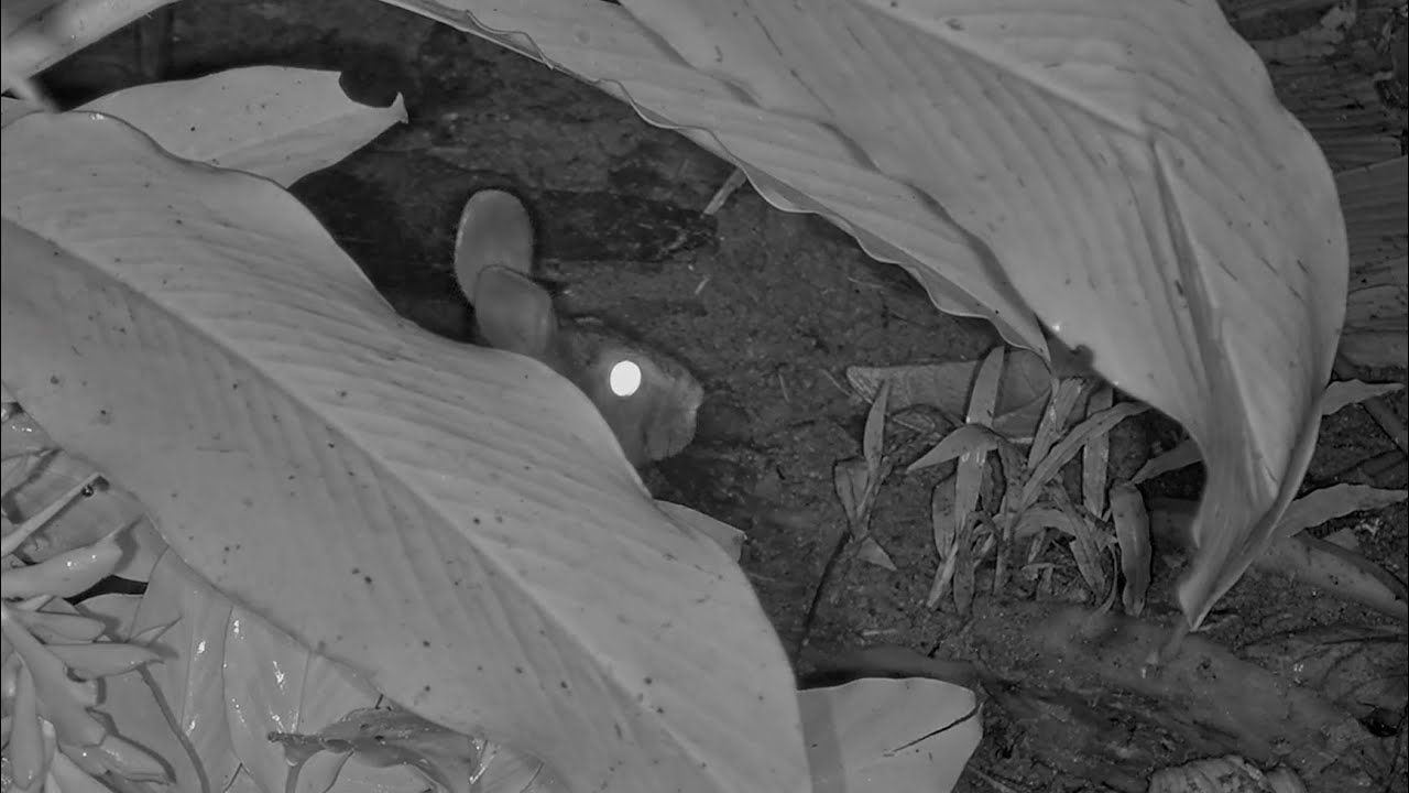 First-Ever Footage of Rabbit at Panama Fruit Feeder Cam – September 5 ...