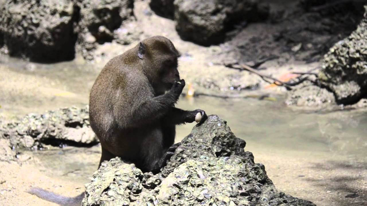 2014 Monkey cracking clam - YouTube