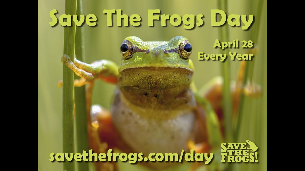 Save The Frogs Day 2023 Message from Illinois - Dr. Kerry Kriger - YouTube