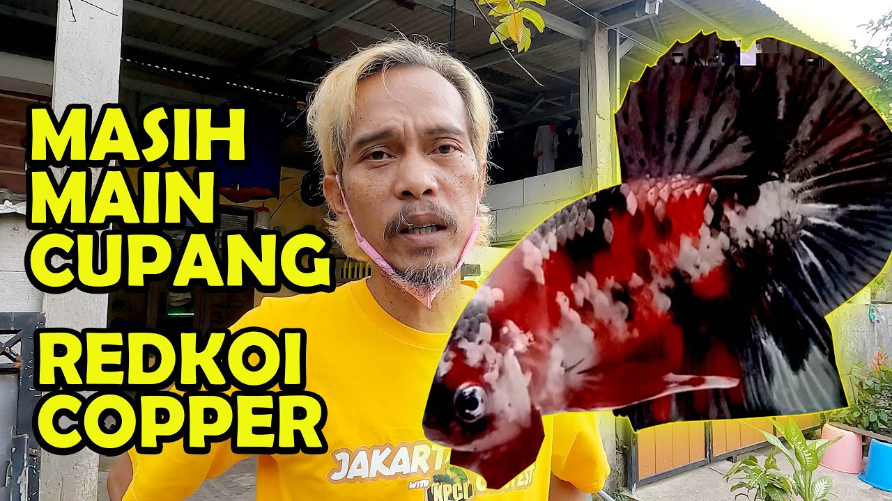 MASIH MAIN IKAN CUPANG REDKOI COPPER - DEEWAY GEMBEL - YouTube