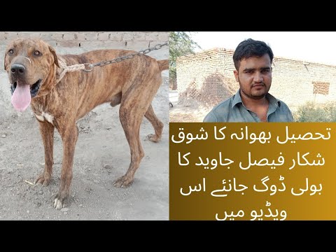 ️Faisal Javed Ka Shauk Shikar Top class Pakistani bully dog💥.👑 Punjab ...