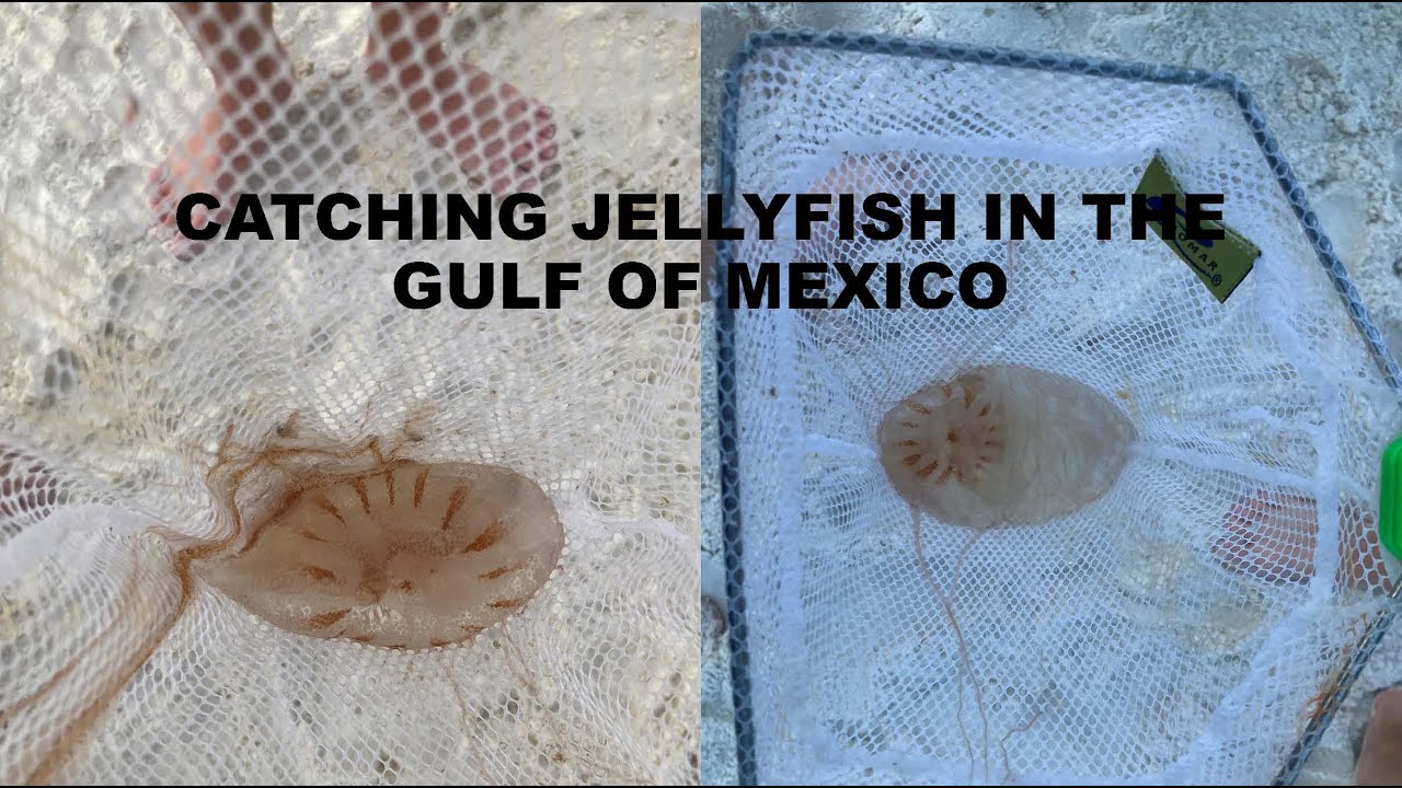 Catching Jellyfish in the Gulf of Mexico - YouTube