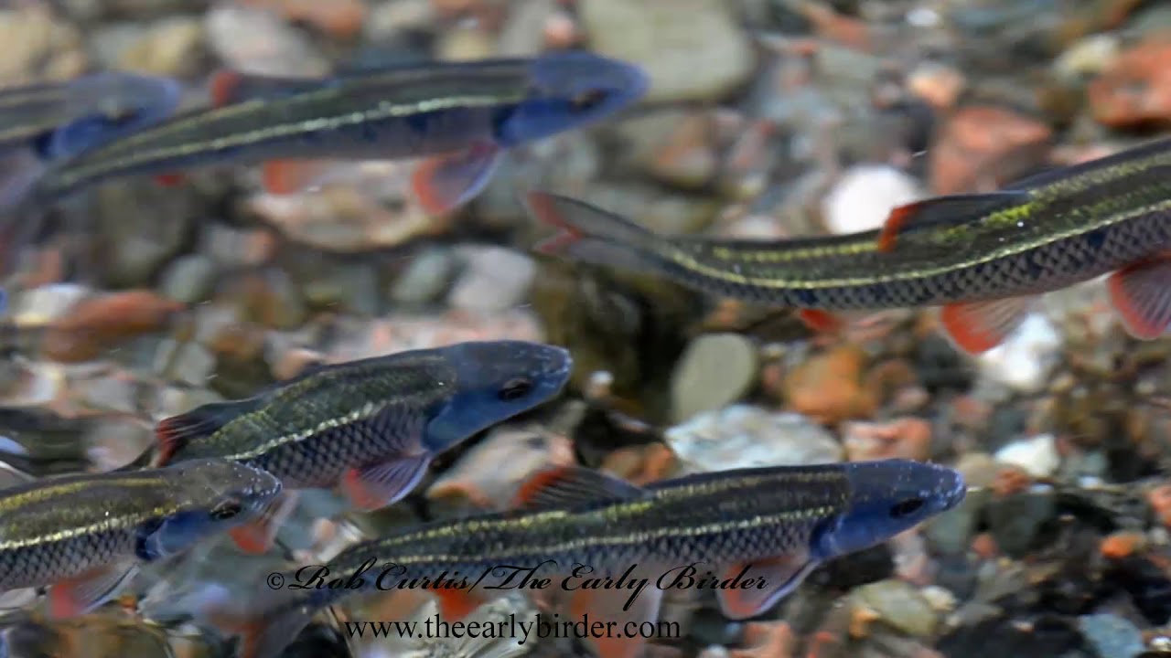 COMMON SHINER, Luxilus cornutus, school swimming - YouTube