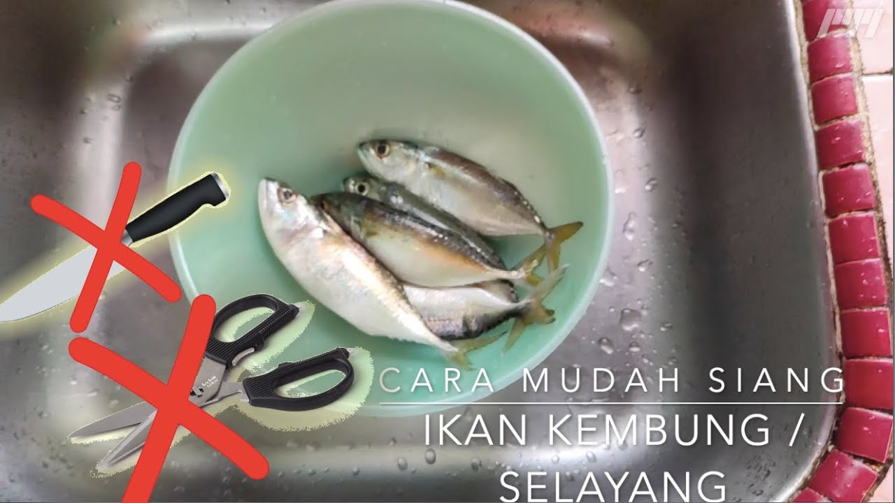 Cara Siang Ikan Kembung atau Selayang Yang Mudah dan Cepat Tanpa Pisau ...