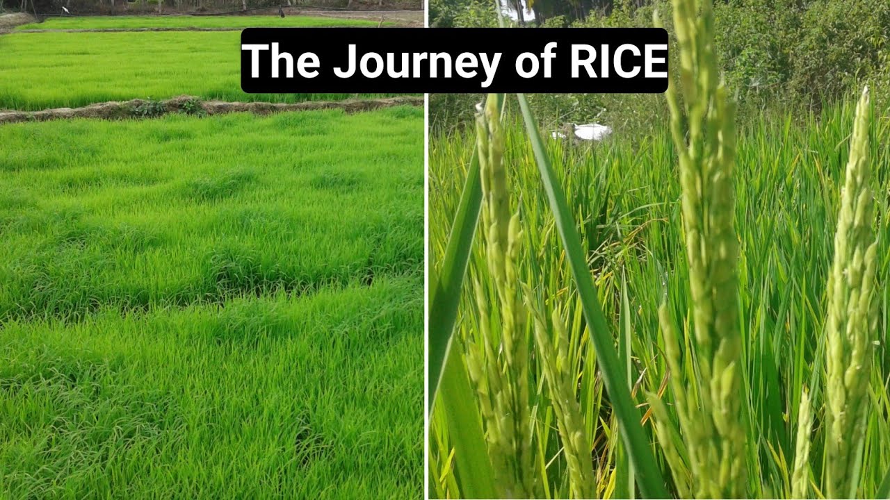 The Journey of Rice : from Farm to table #rice #farmlife #villagelife ...