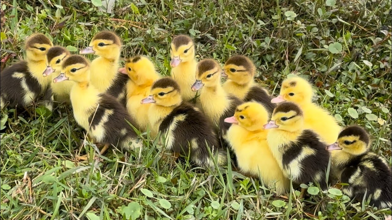 The 13 Muscovy Ducklings That Hatched At Epic Pond Last Weekend! 4k ...