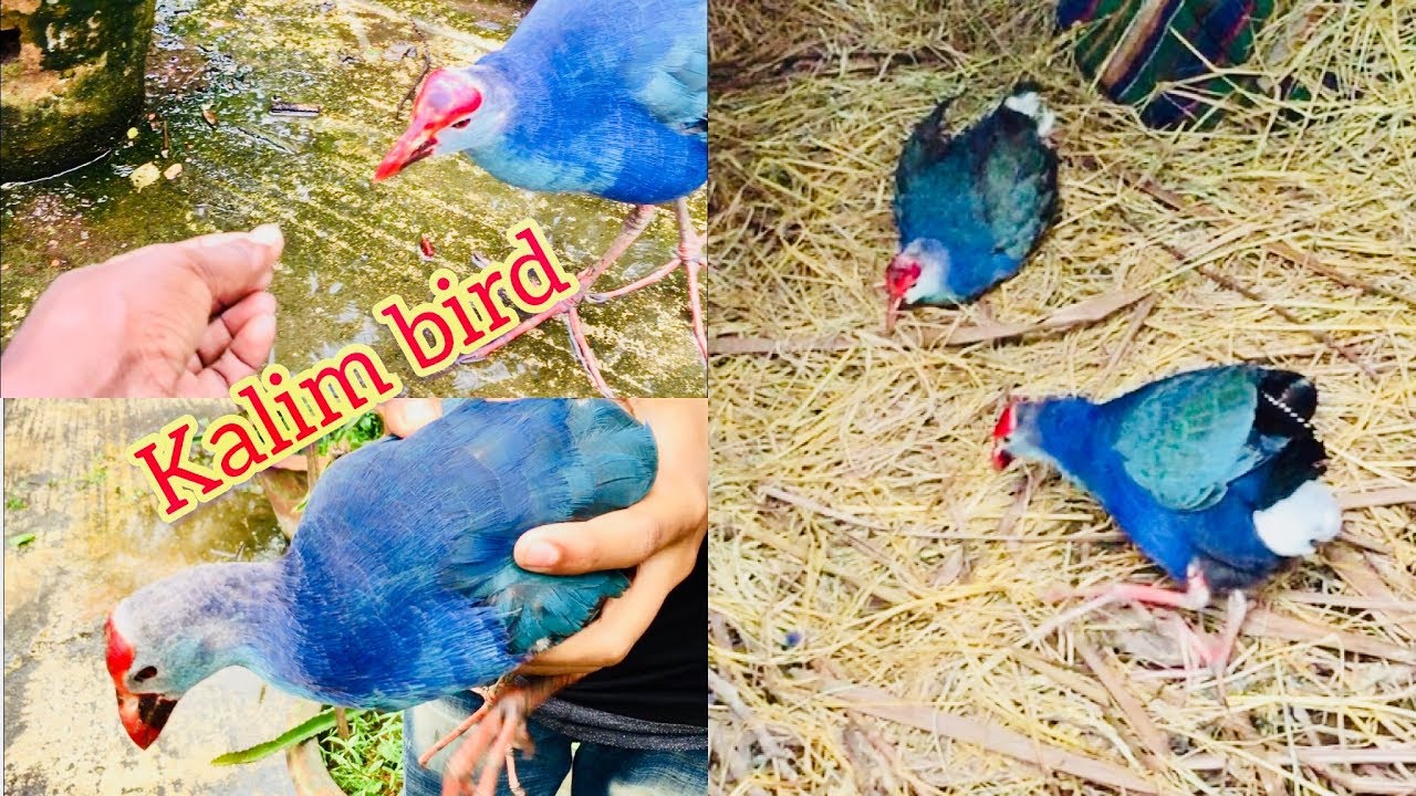 Kalim pakhi ।। kalim bird ।। kamiya pakhi।। kamiya bird । kalim paki ...