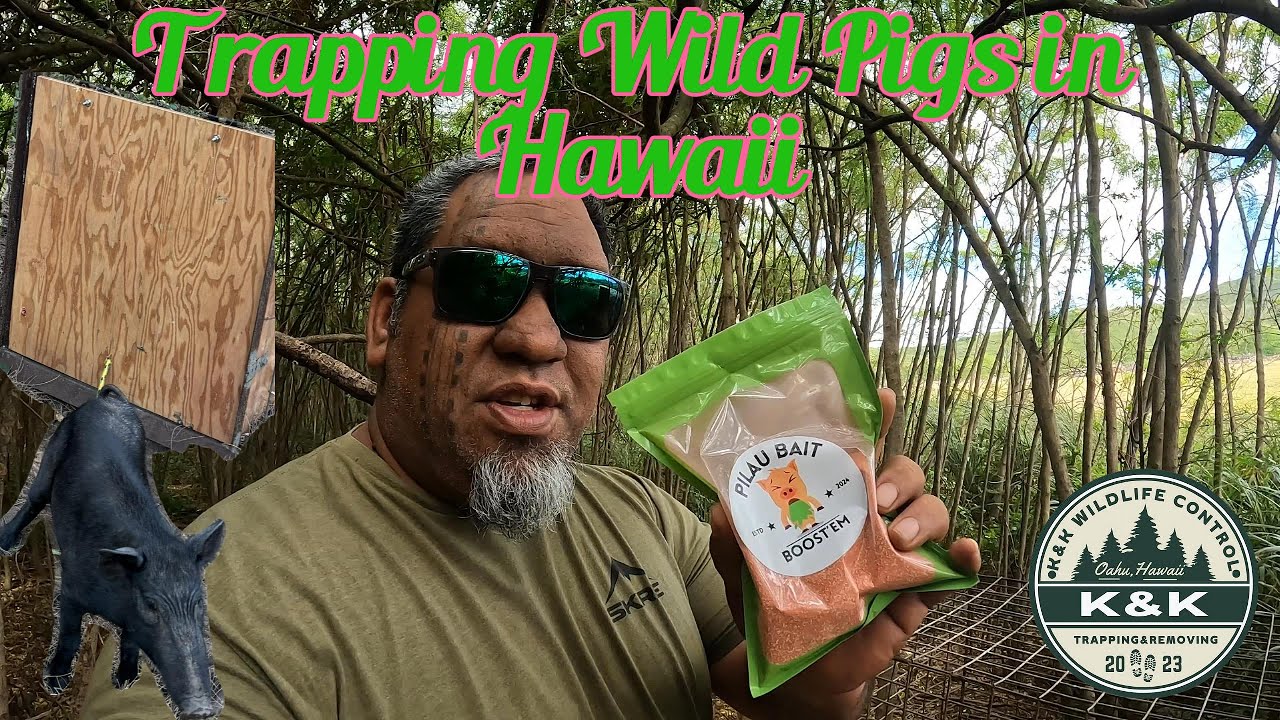 Trapping Boars in Hawaii - YouTube