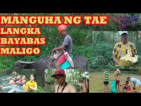 Manguha Ng Tae Ng Kalabaw At Maligo Sa Ilog