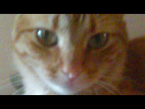 Baby Kitty LIVE