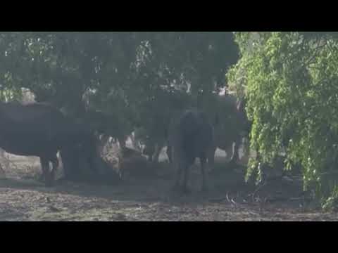 fiercely leopard attack a calf with buffalo herd around attack it video 