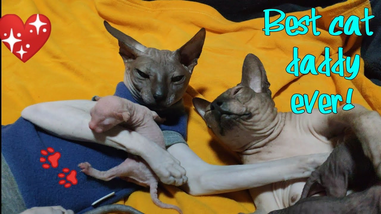 BEST CAT DADDY Loves His Family Very Much 💞 Don SPHYNX - YouTube