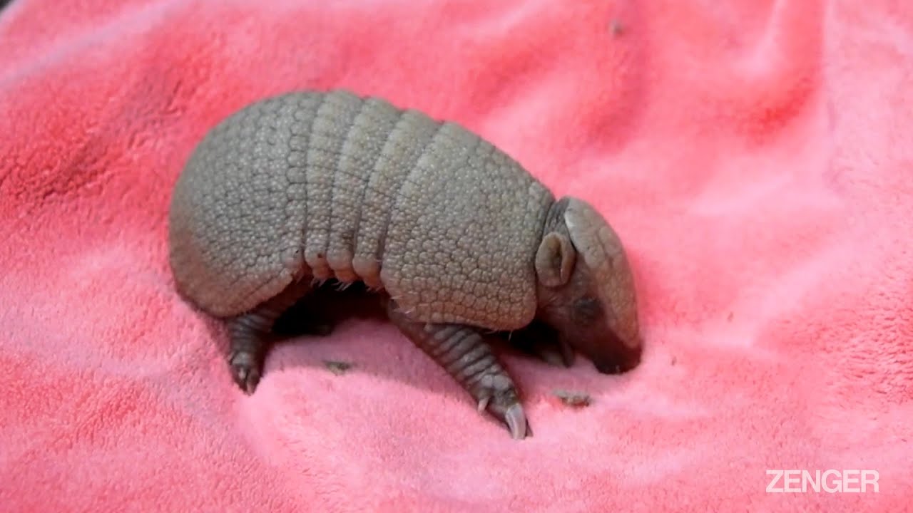 Armadillo Baby