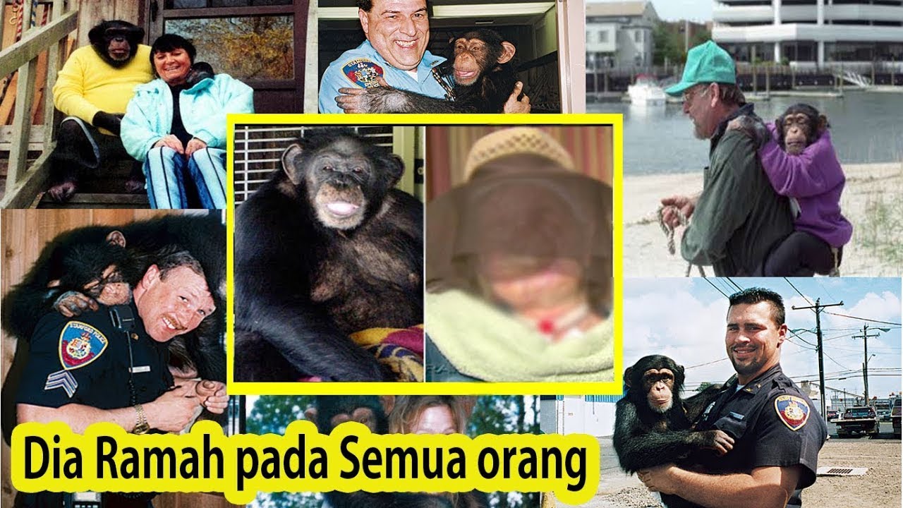 Travis Simpanse yang Mengoyak Wajah Teman Pemiliknya - YouTube