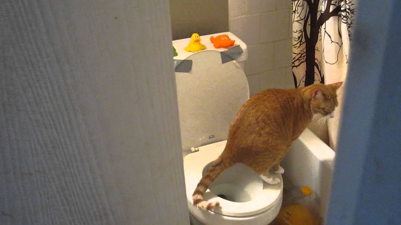 Kitty takes a dump in the toilet - YouTube