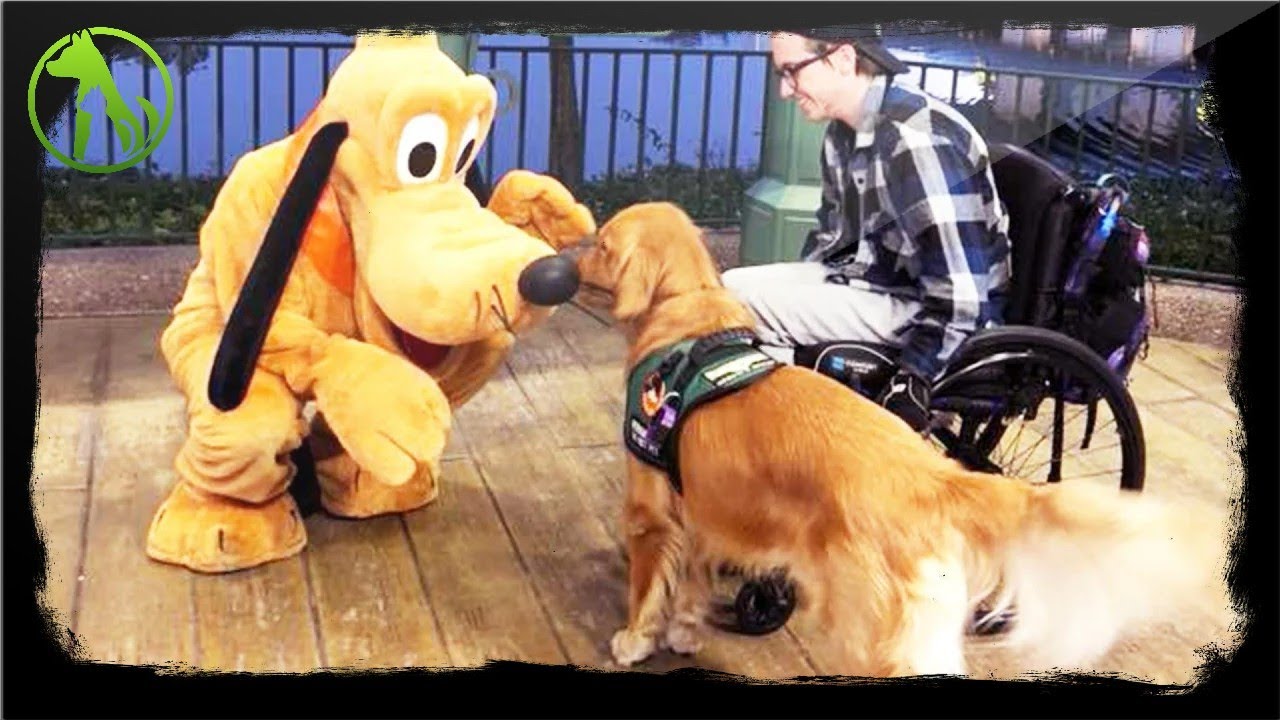Service dog in training can’t contain excitement when he meets his ...