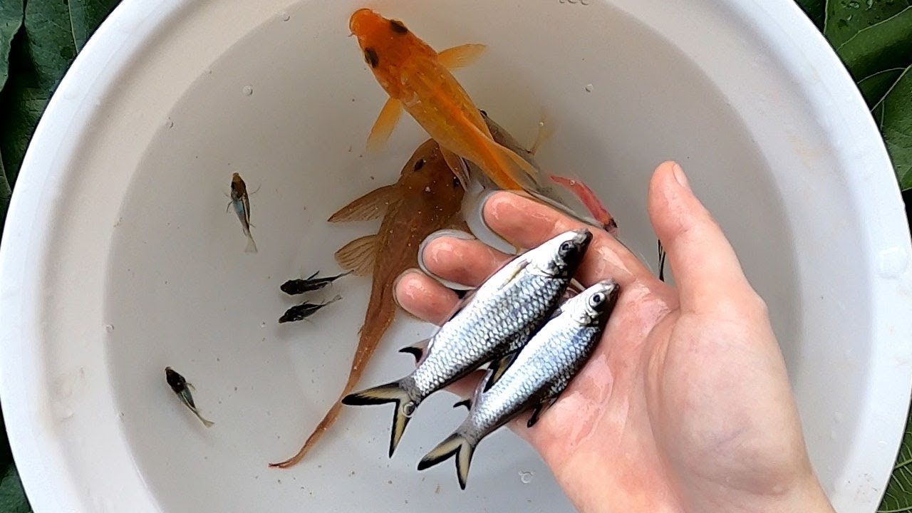 A Lot Of Cute Fish Enjoying In The Water - YouTube