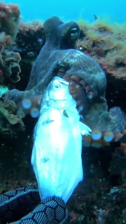 Hand feeding an octopus while scuba diving. The octopus took the gift ...