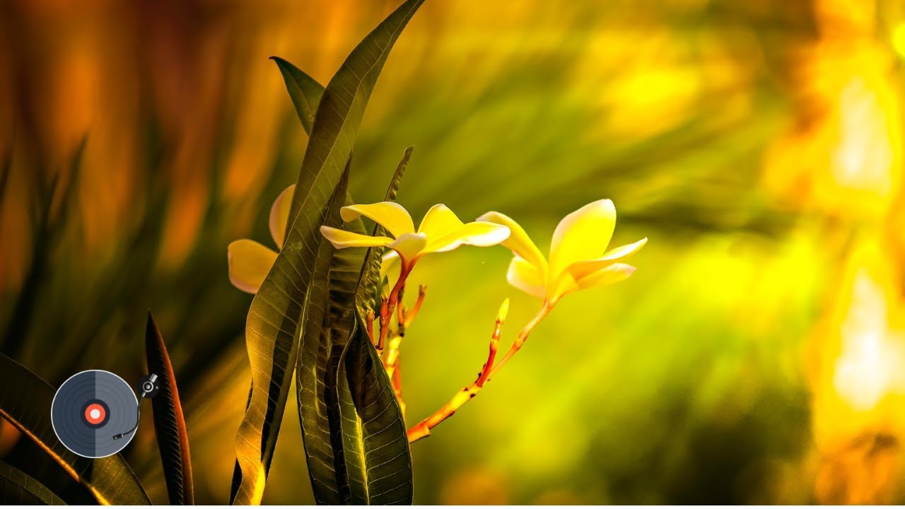 EASY Morning Relaxing Music: Piano, Soft Music to Help You Get Through ...