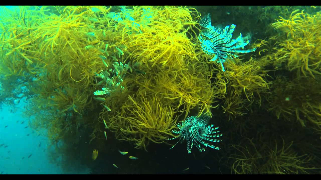 Underwater color grading test - YouTube