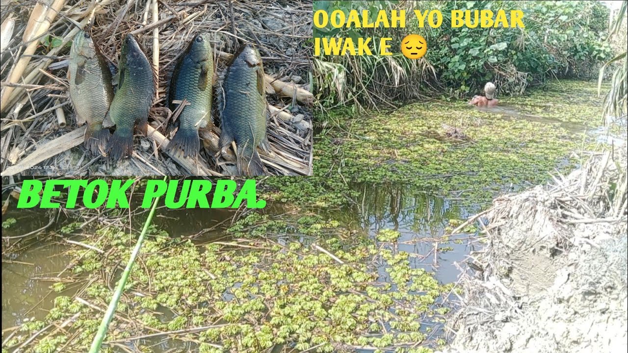parit yg sudah menjadi hutan, di bersihkan, para pemancing otw bahagia ...