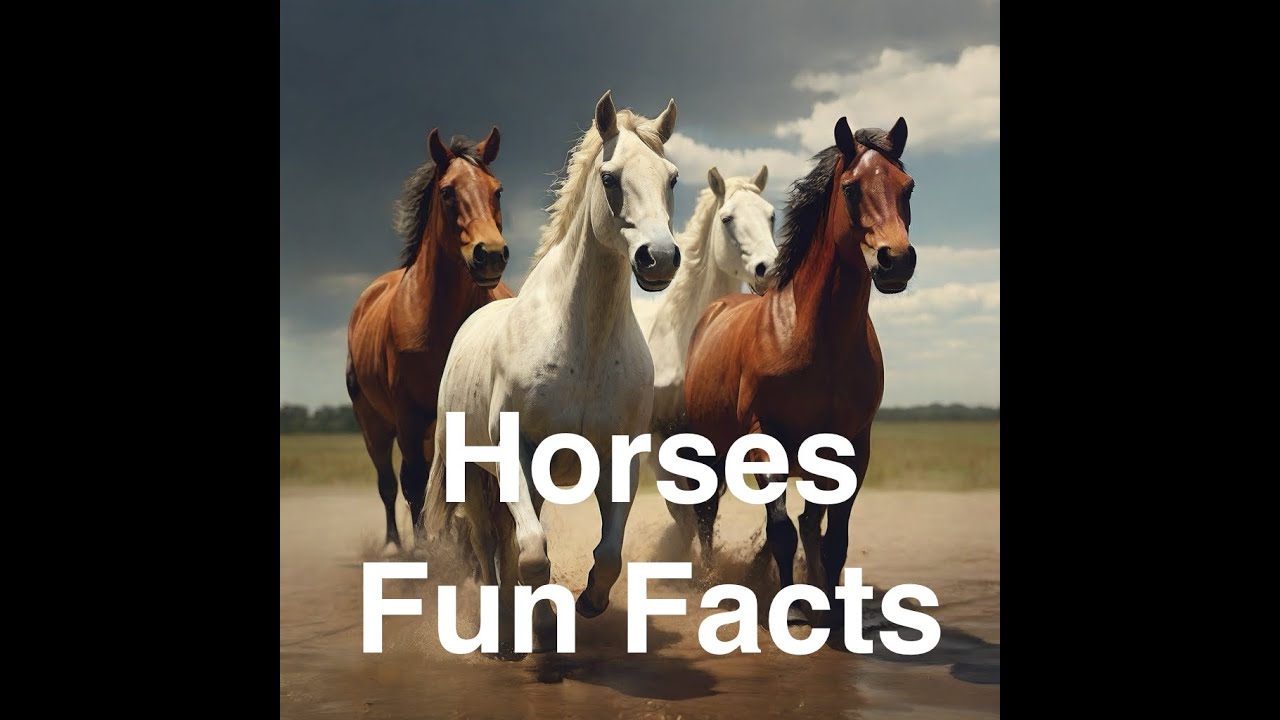 Whimsical Fun Facts About Horses! - Horseplay Chronicles - YouTube