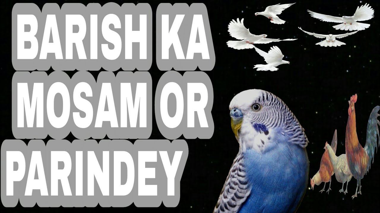 Barish Main Parindon Ne Bahut Enjoy Kiya| Zaid and Kabeer Birds Vlogs ...