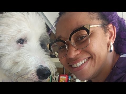 Matted Old English Sheepdog - YouTube