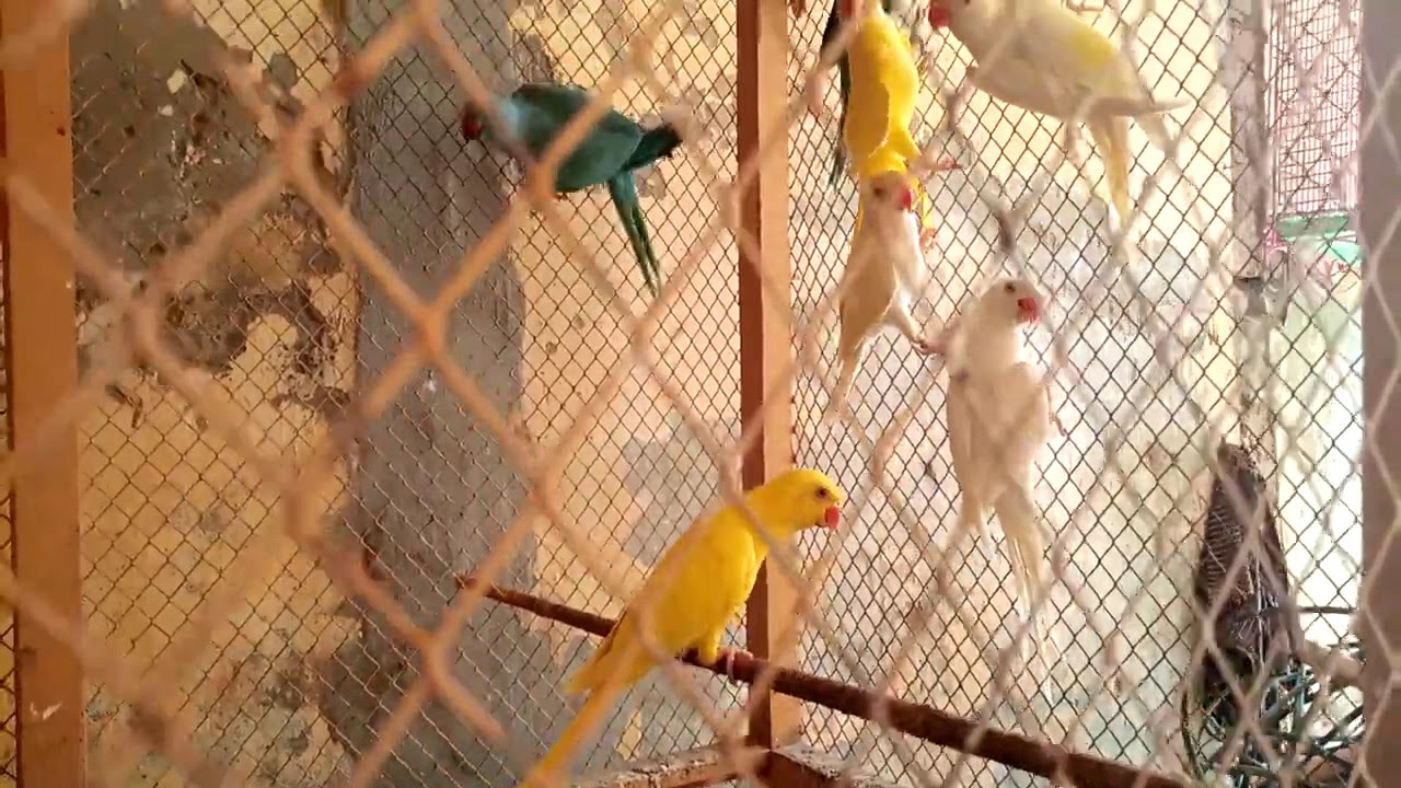 Ringneck parrot in multi color - YouTube