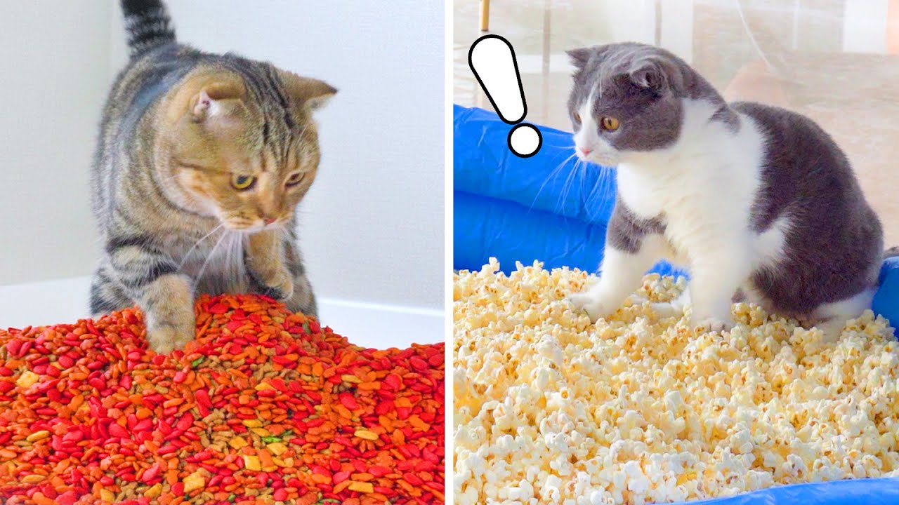 Moments My Cats Made Me Question Their IQ #5 - YouTube