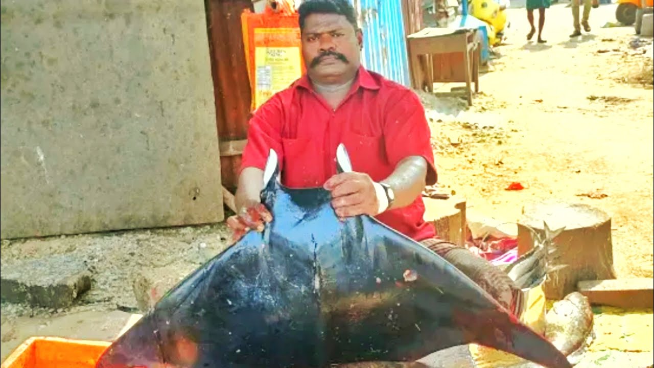 Kasimeduselvam || manda ray fish || cuttingvideo KASIMEDU - YouTube