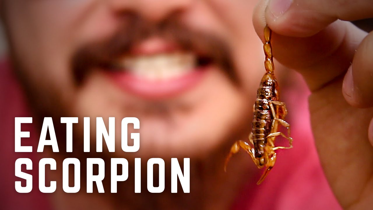 Eating Scorpion Tacos For The First Time - YouTube