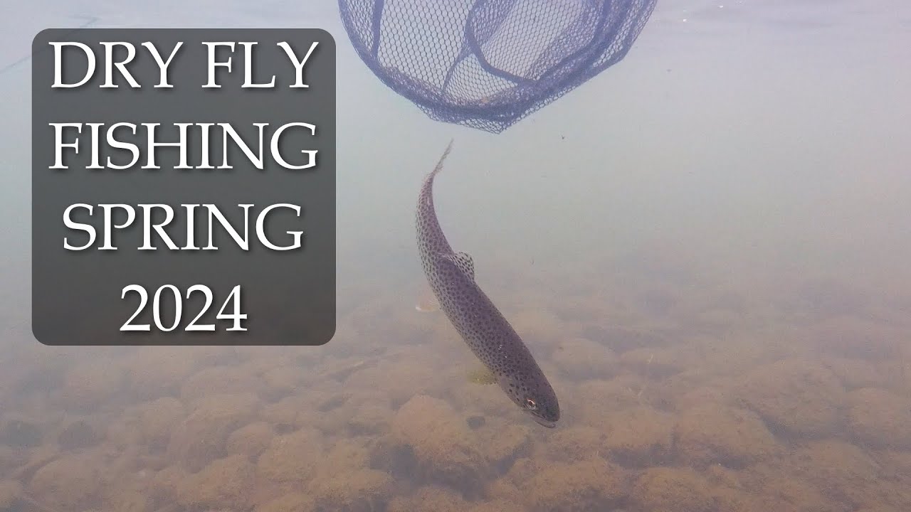 Blue Winged Olive Mayfly Dry Fly Fishing, Oregon, Early Spring 2024 ...