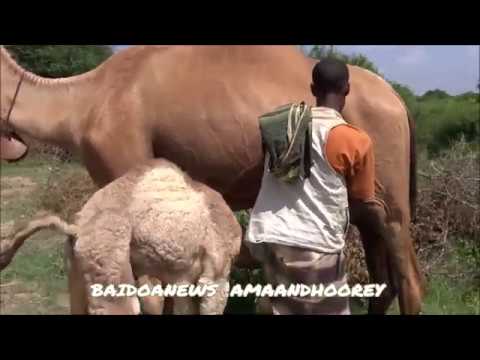 BARWAAQADA RAXAWEEN ILAAHEY KU MANEYSTEY ILAHEY MA TUSIN HEESTII HALLII SARAAR  IYO HUBUROW